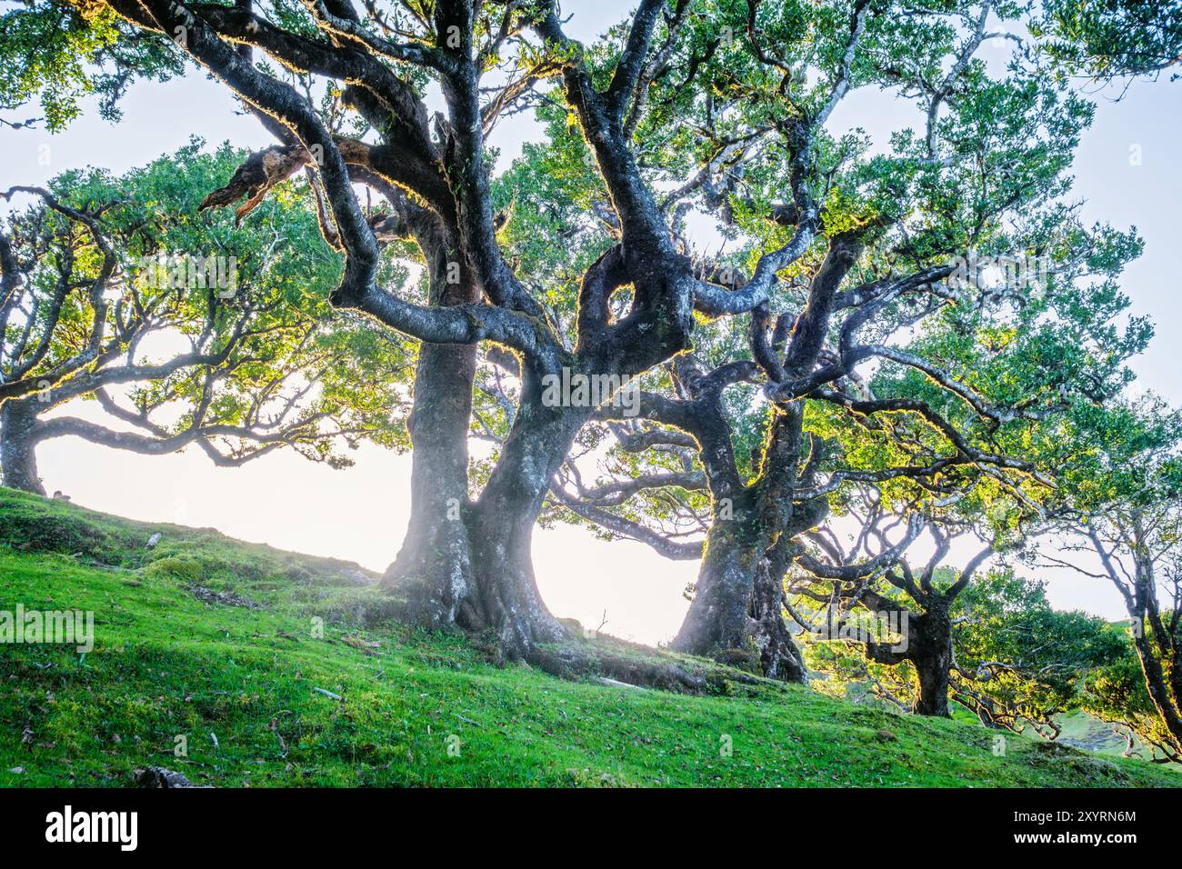 Fanal forest trees on Madeira island, Portugal Stock Photo - Alamy