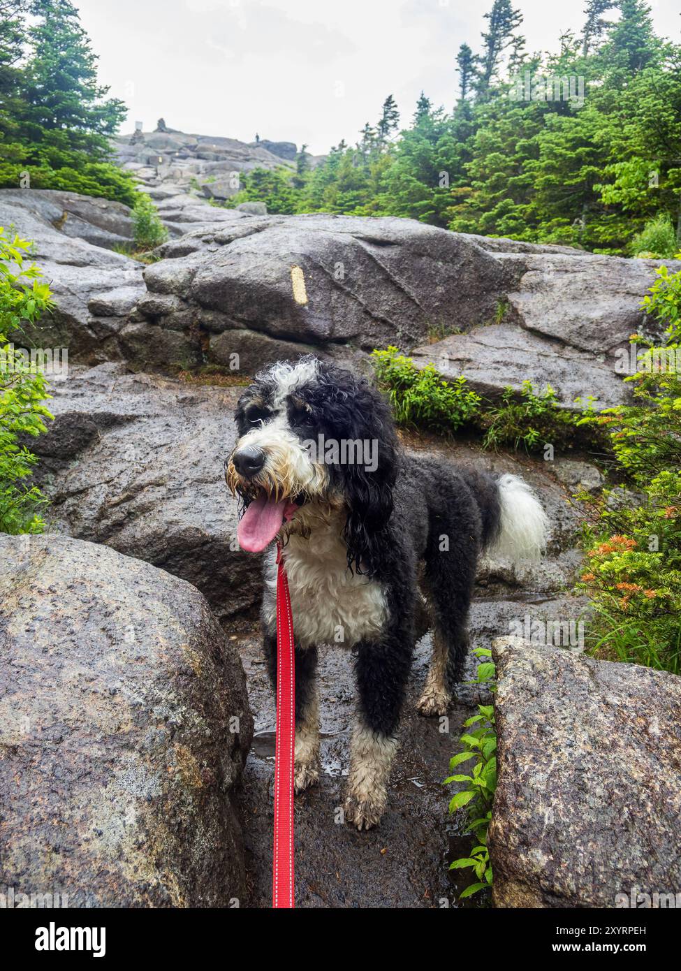A determined Bernedoodle with a red leash and muddy paws braves the ...