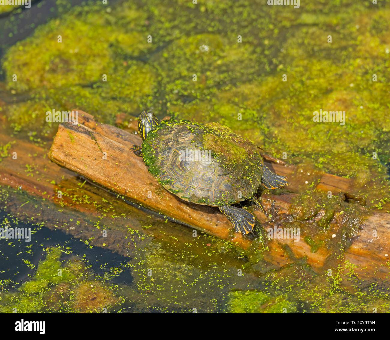 A Slider Turtle Sunning Itself in Brazos Bend State Park in Texas Stock ...