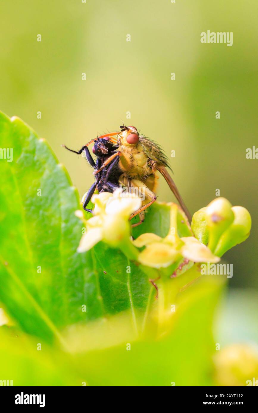 Closeup of a Scathophaga stercoraria insect, also known as the yellow ...