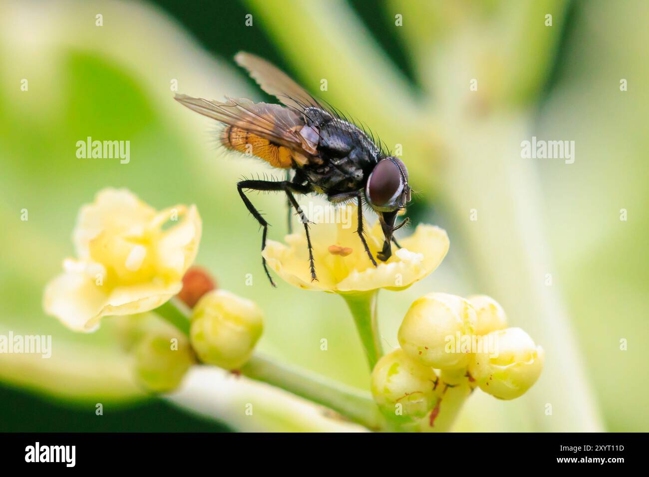 Musca autumnalis face fly hi-res stock photography and images - Alamy