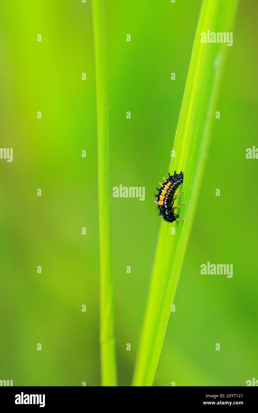 Detailed larva macro hi-res stock photography and images - Alamy