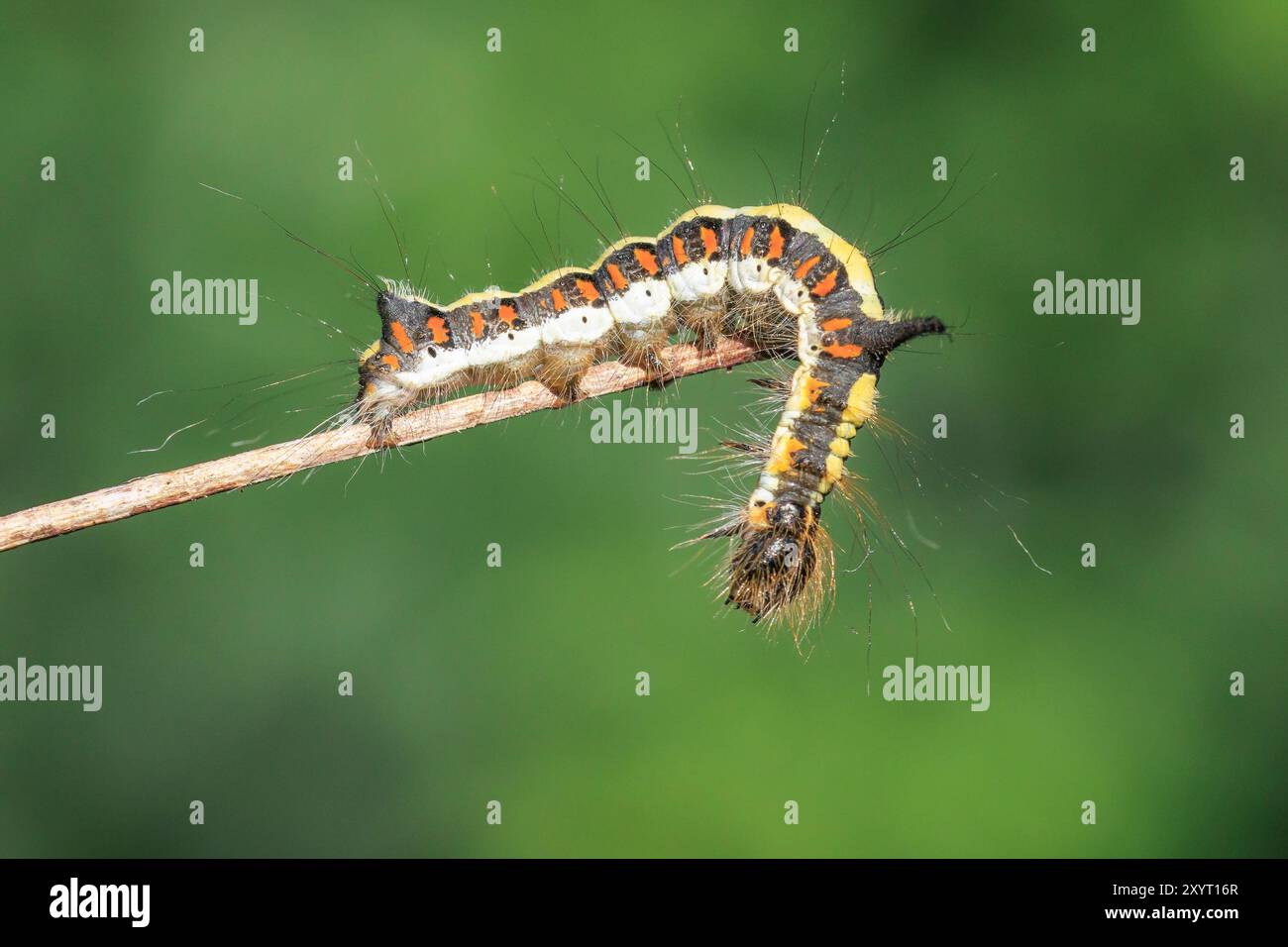 Closeup of a caterpillar of a grey dagger, Acronicta psi, moth crawling ...