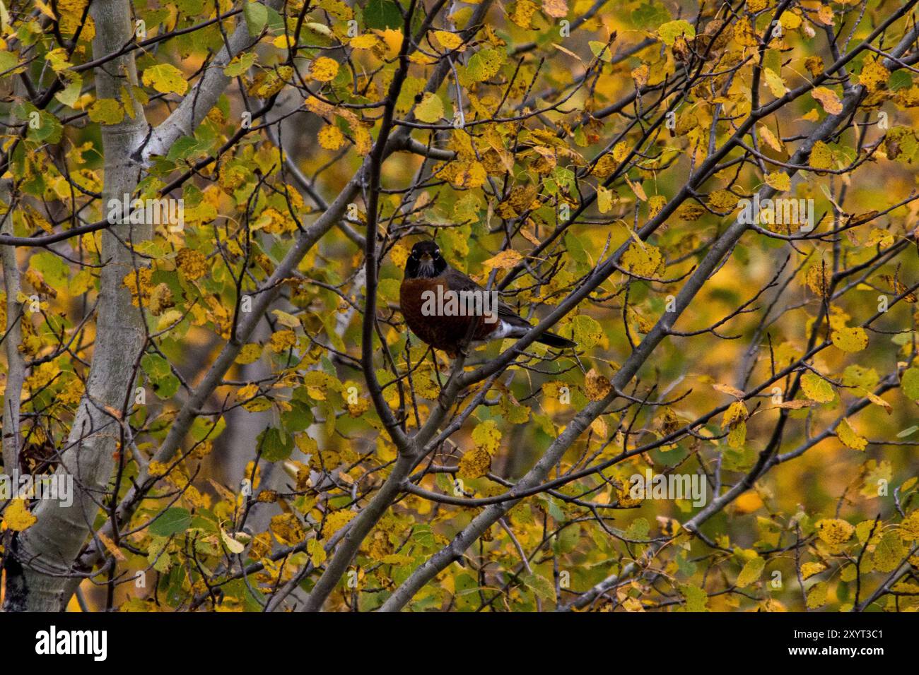 American robin sitting in autumn colored trees in Elk Island national ...