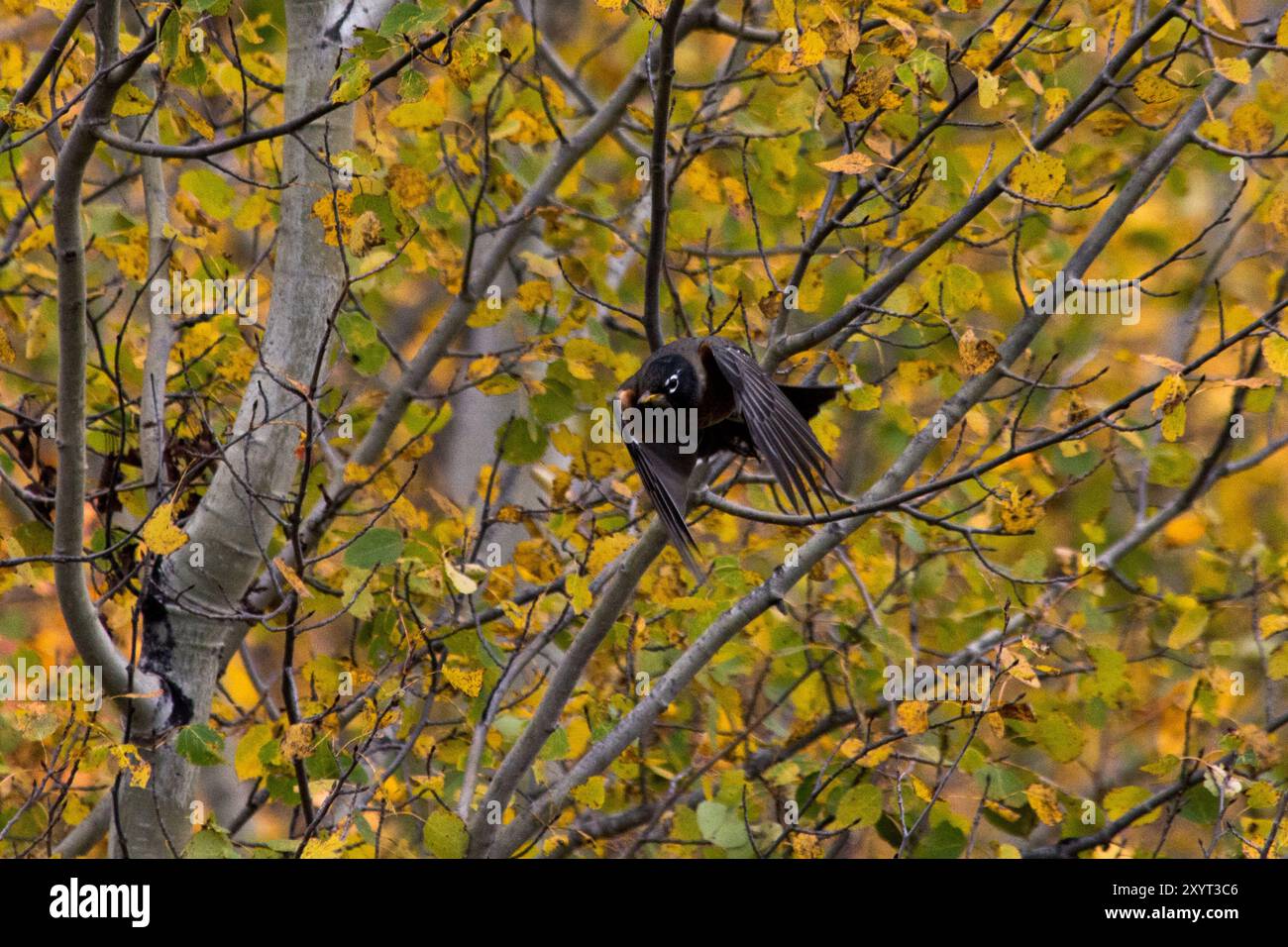 American robin flying in autumn colored trees in Elk Island national ...