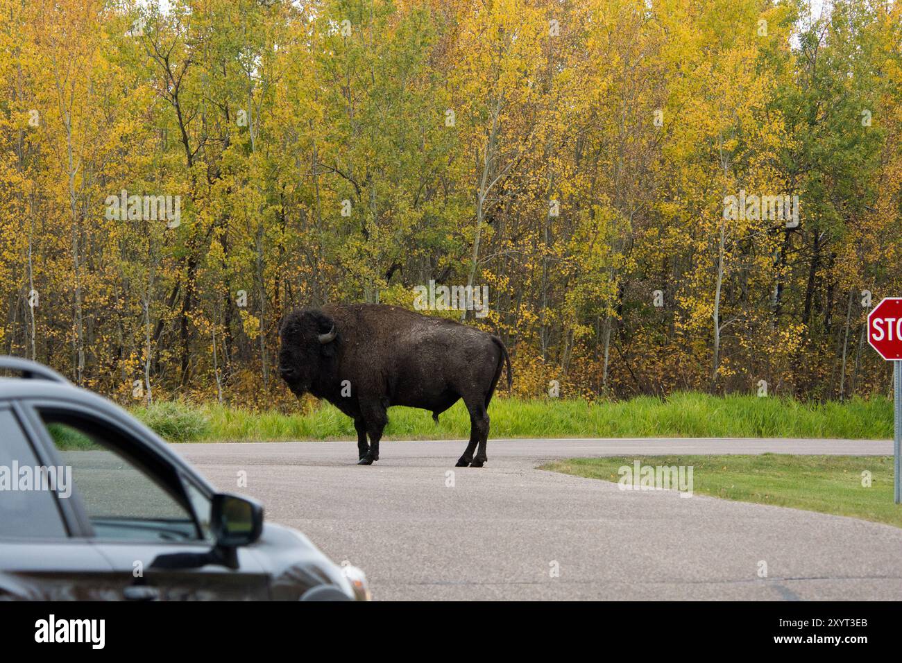 plains bison roaming along main road and parking area in Elk Island ...