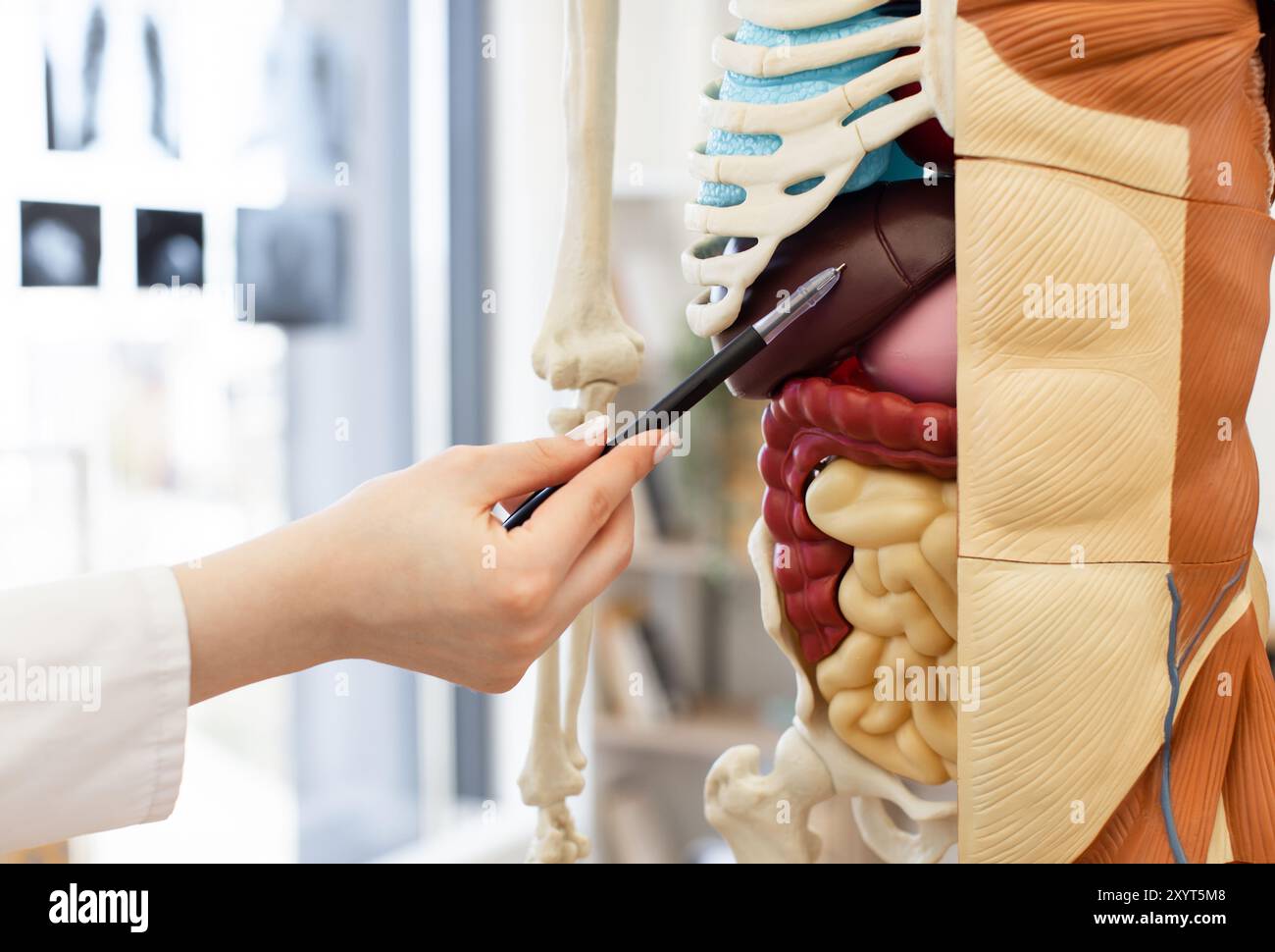 Medical professional pointing at anatomical human model Stock Photo - Alamy