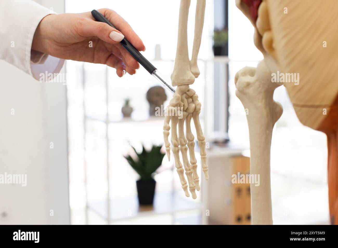Medical professional explaining skeletal hand anatomy in detail Stock ...
