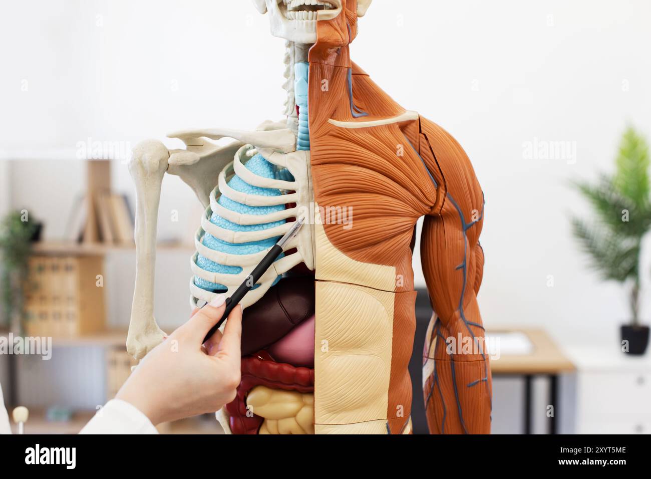 Anatomy of the female body skeletal and muscular system hi-res stock ...