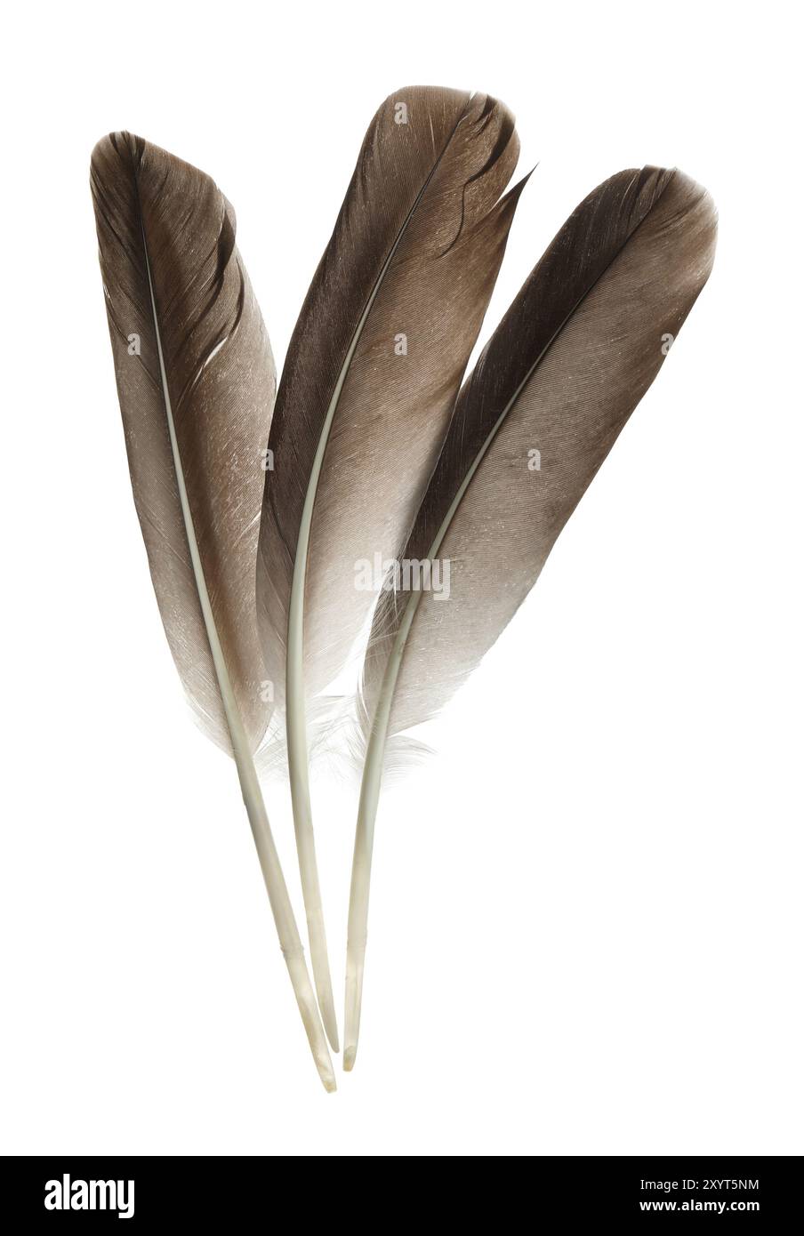 Beautiful brown bird feathers isolated on white Stock Photo - Alamy
