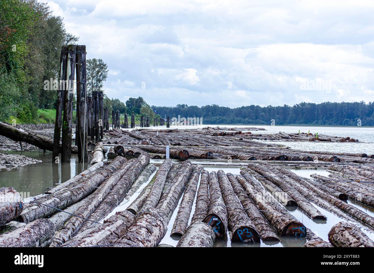 Log Boom Floating In The River Waiting For Saw Mill – Logging Industry ...