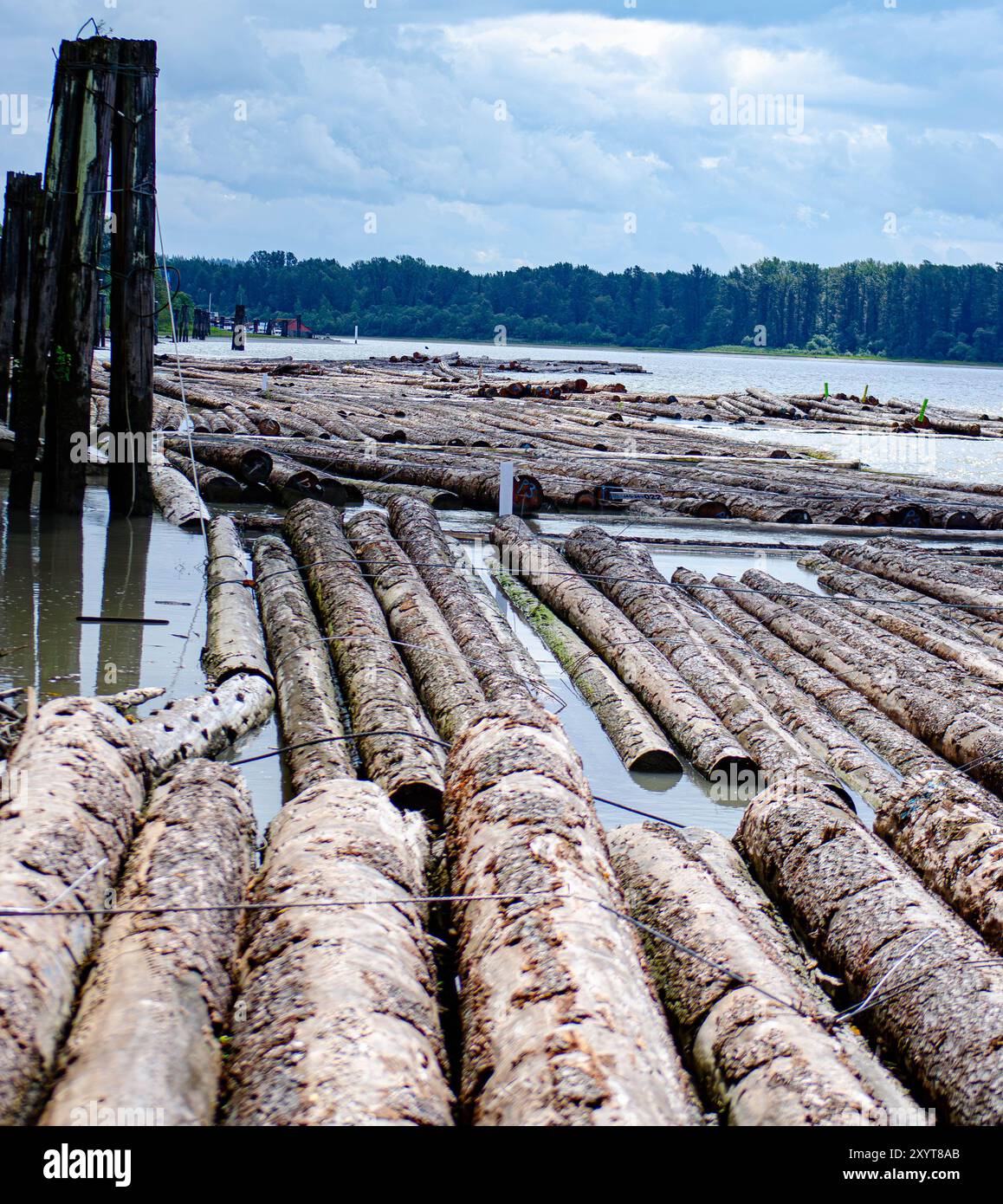 Floating Logs in River for Timber Transport – Logging Industry and ...