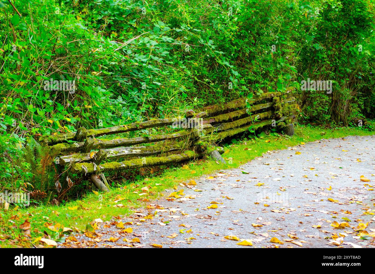 Tranquil forest path covered hi-res stock photography and images - Alamy