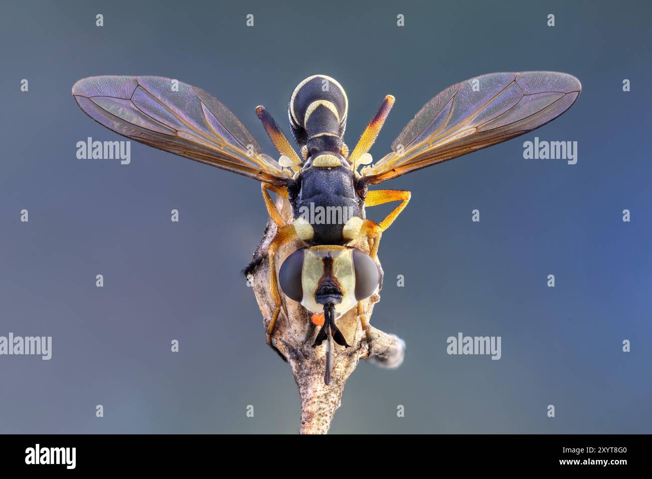 Wasp mimicking conopid fly on a branch Stock Photo - Alamy