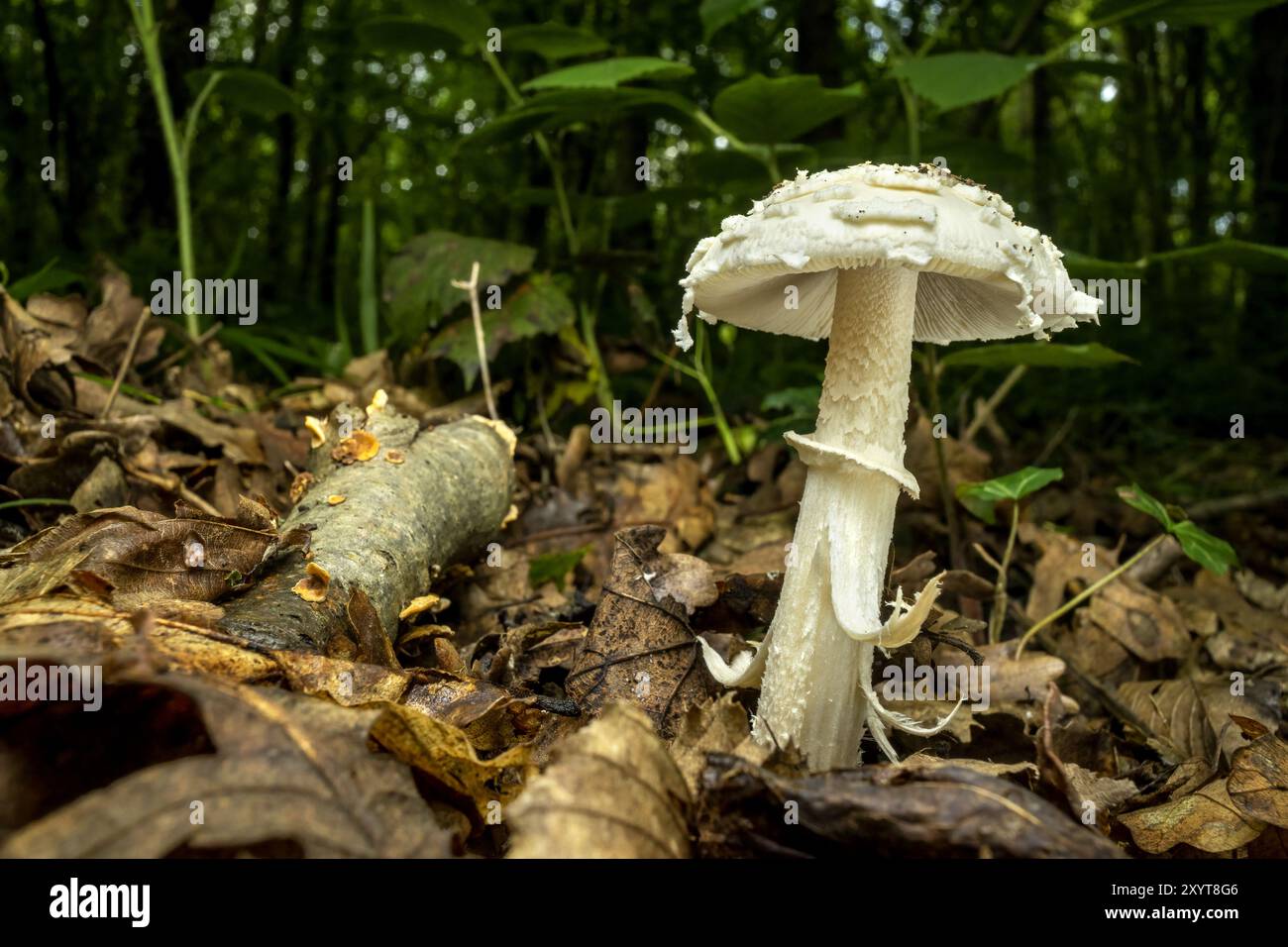 False death cap fungus (Amanita citrina) on the forest ground Stock ...