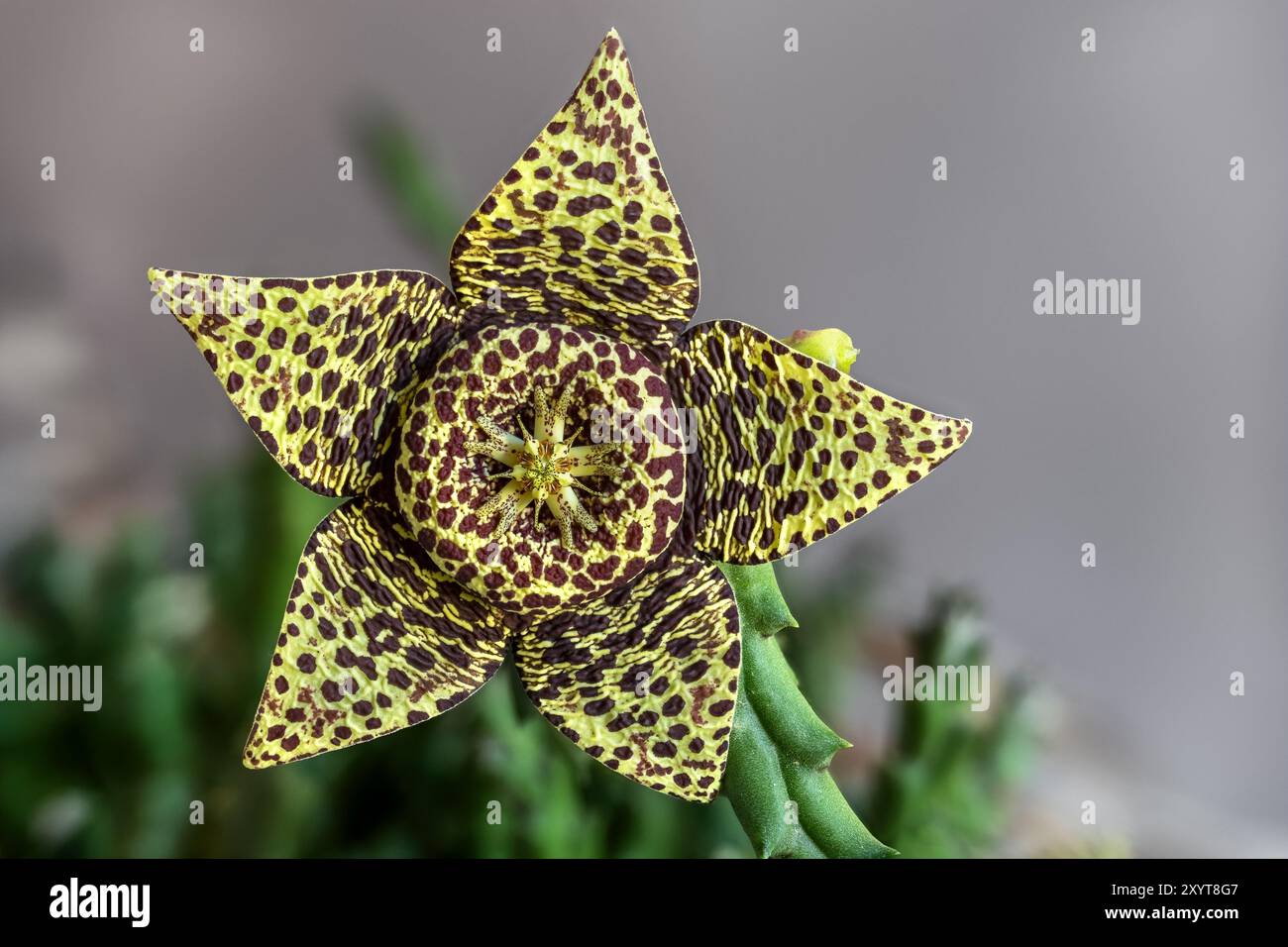 Orbea variegata plant hi-res stock photography and images - Alamy