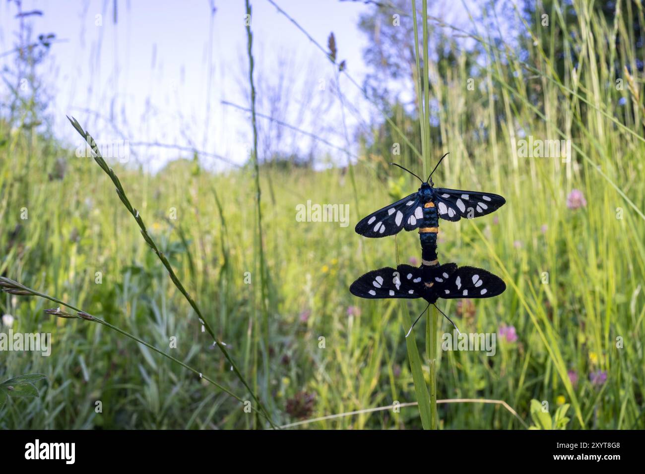 Mating nine-spotted moths (Amata phegea) from family Erebidae Stock ...