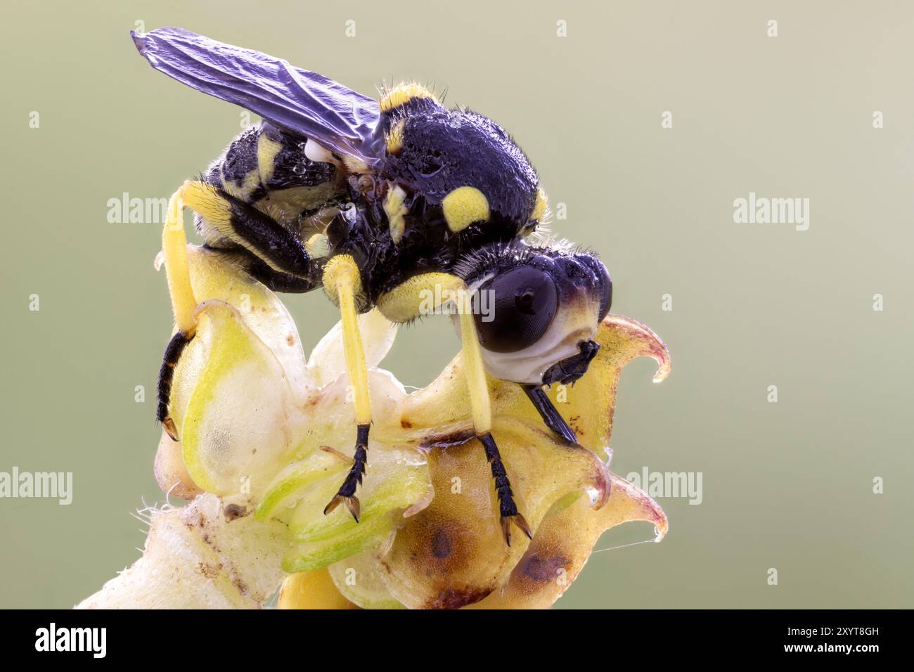 Wasp mimicking conopid fly sleeping on a seed case Stock Photo - Alamy