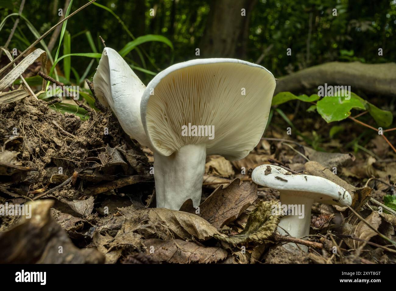 Milk-white brittlegill (Russula delica) on the forest ground Stock ...