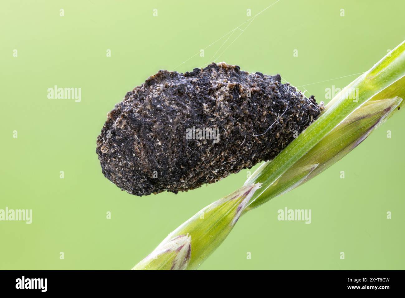 Case-bearing Leaf Beetle on a wild plant stem Stock Photo - Alamy