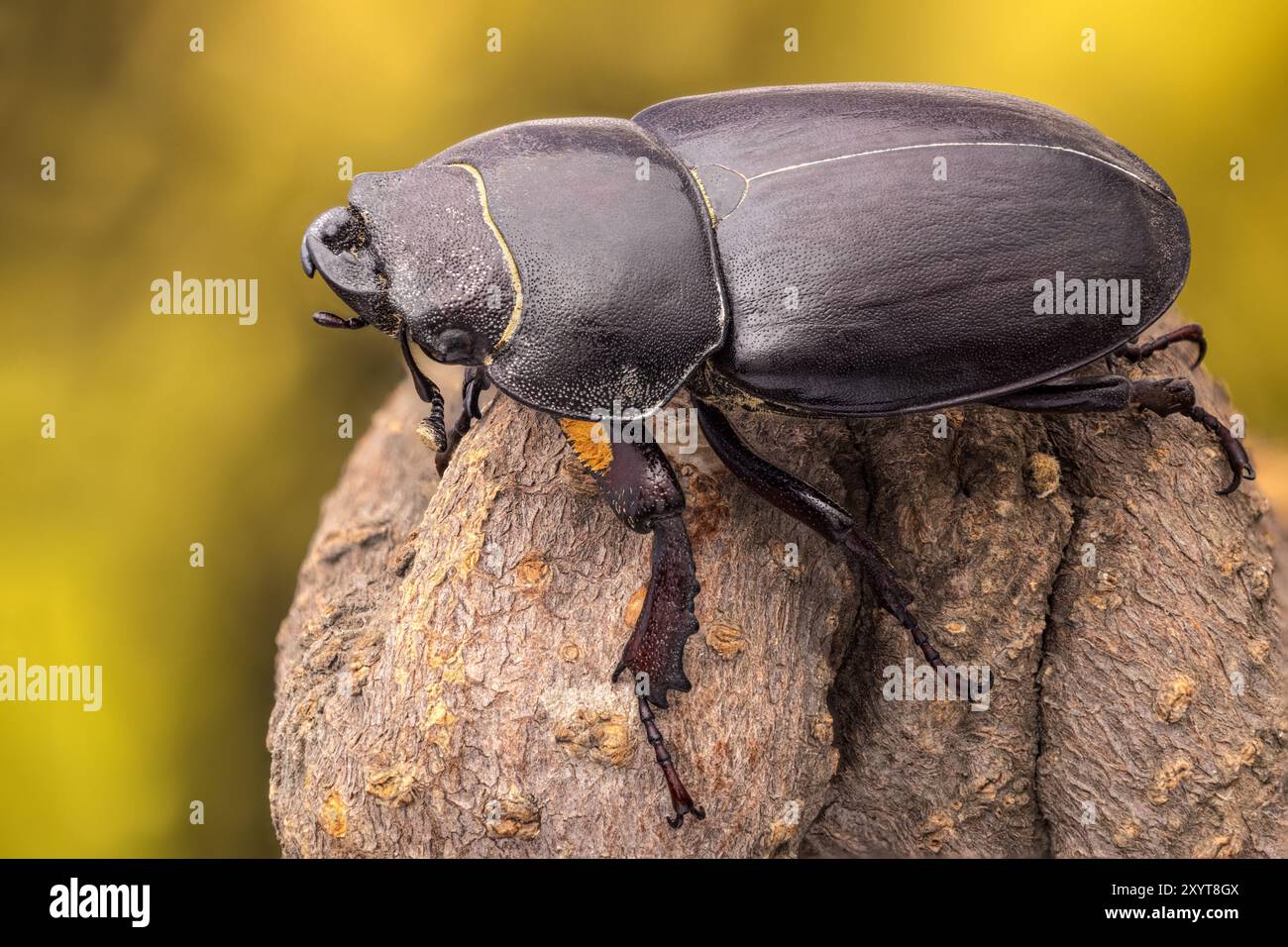 Lesser stag beetle (Dorcus parallelipipedus) on a dry branch Stock ...