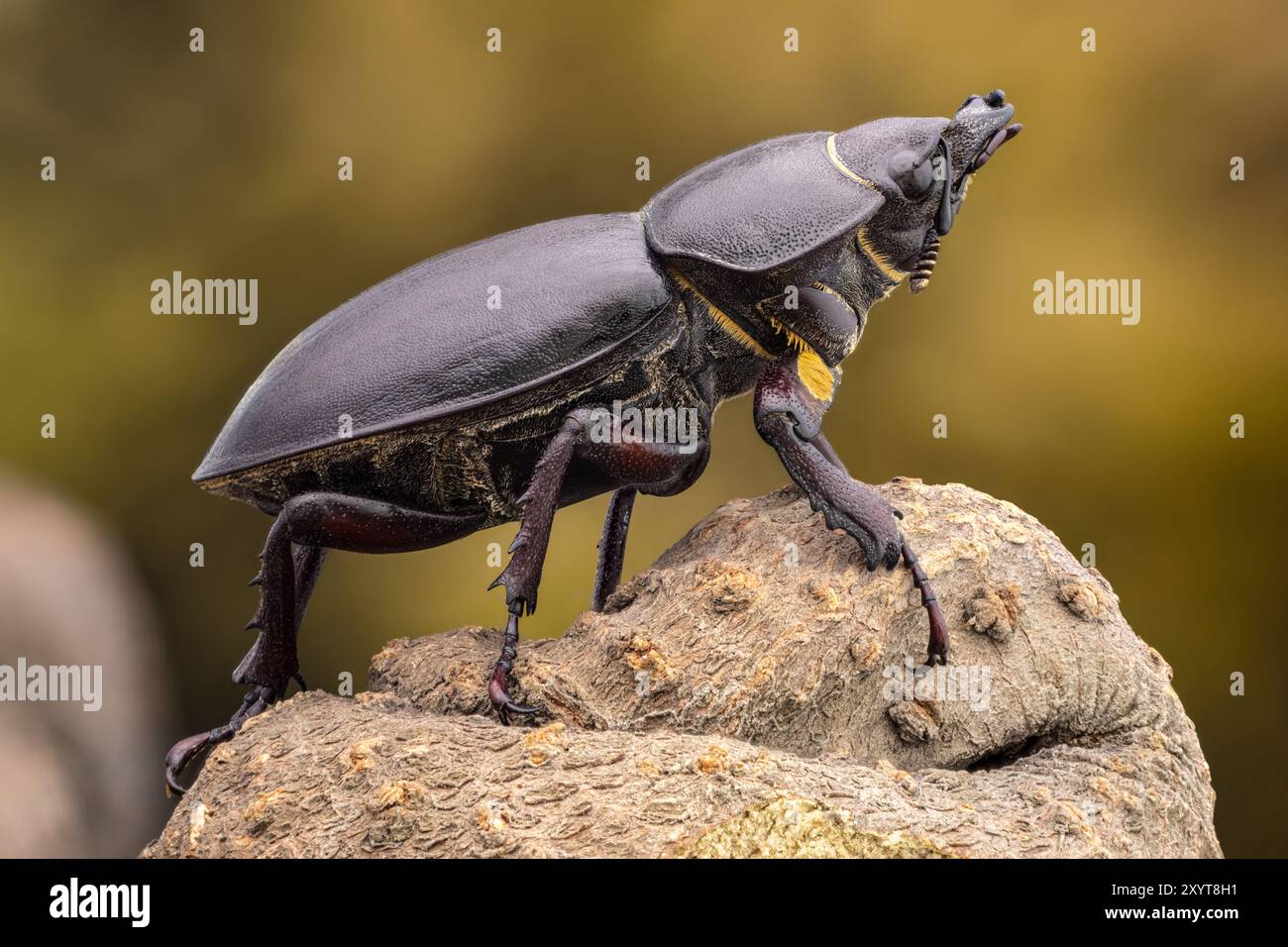 Lesser stag beetle (Dorcus parallelipipedus) on a dry branch Stock ...