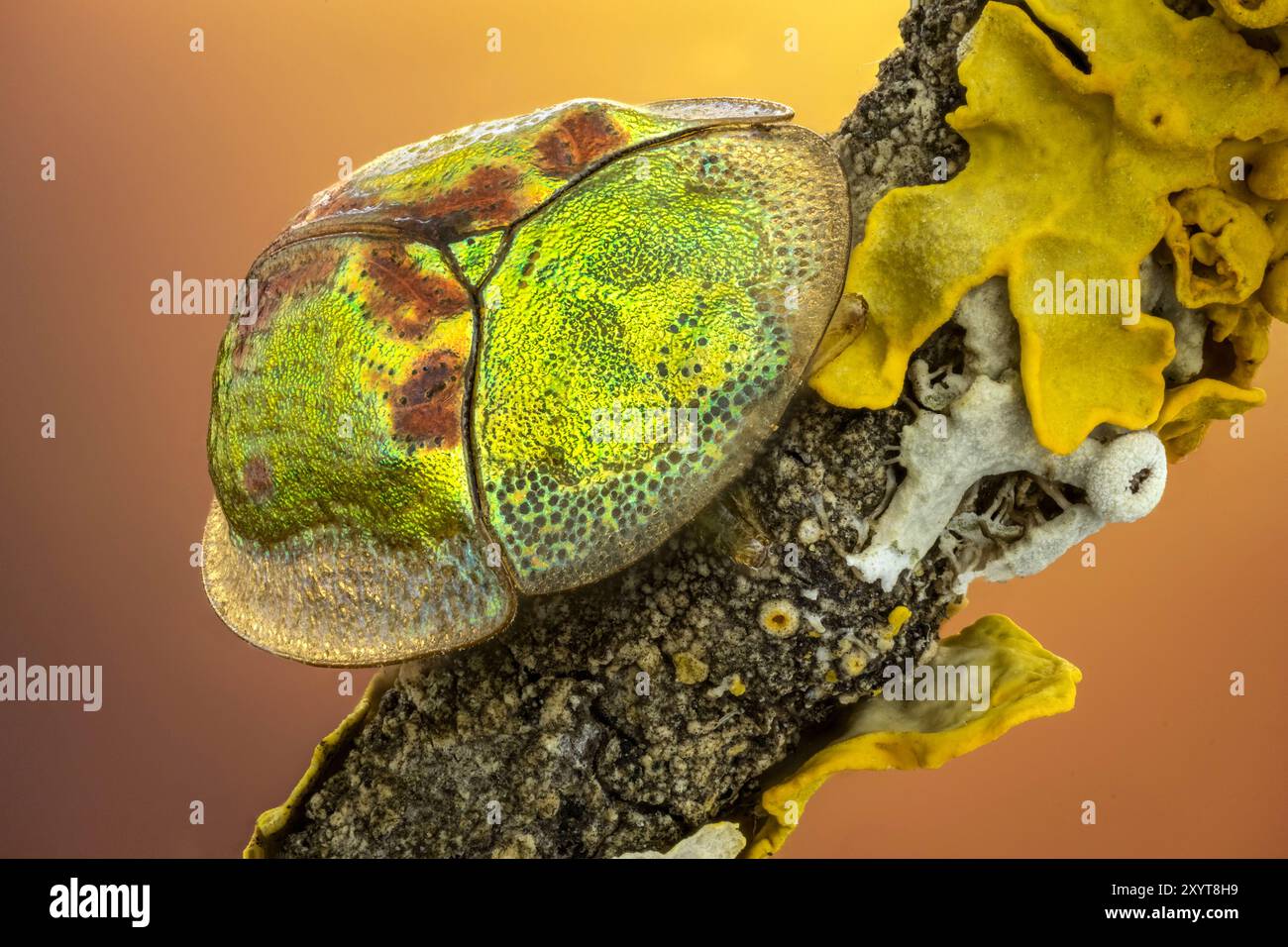 Thistle tortoise beetle (Cassida rubiginosa Stock Photo - Alamy