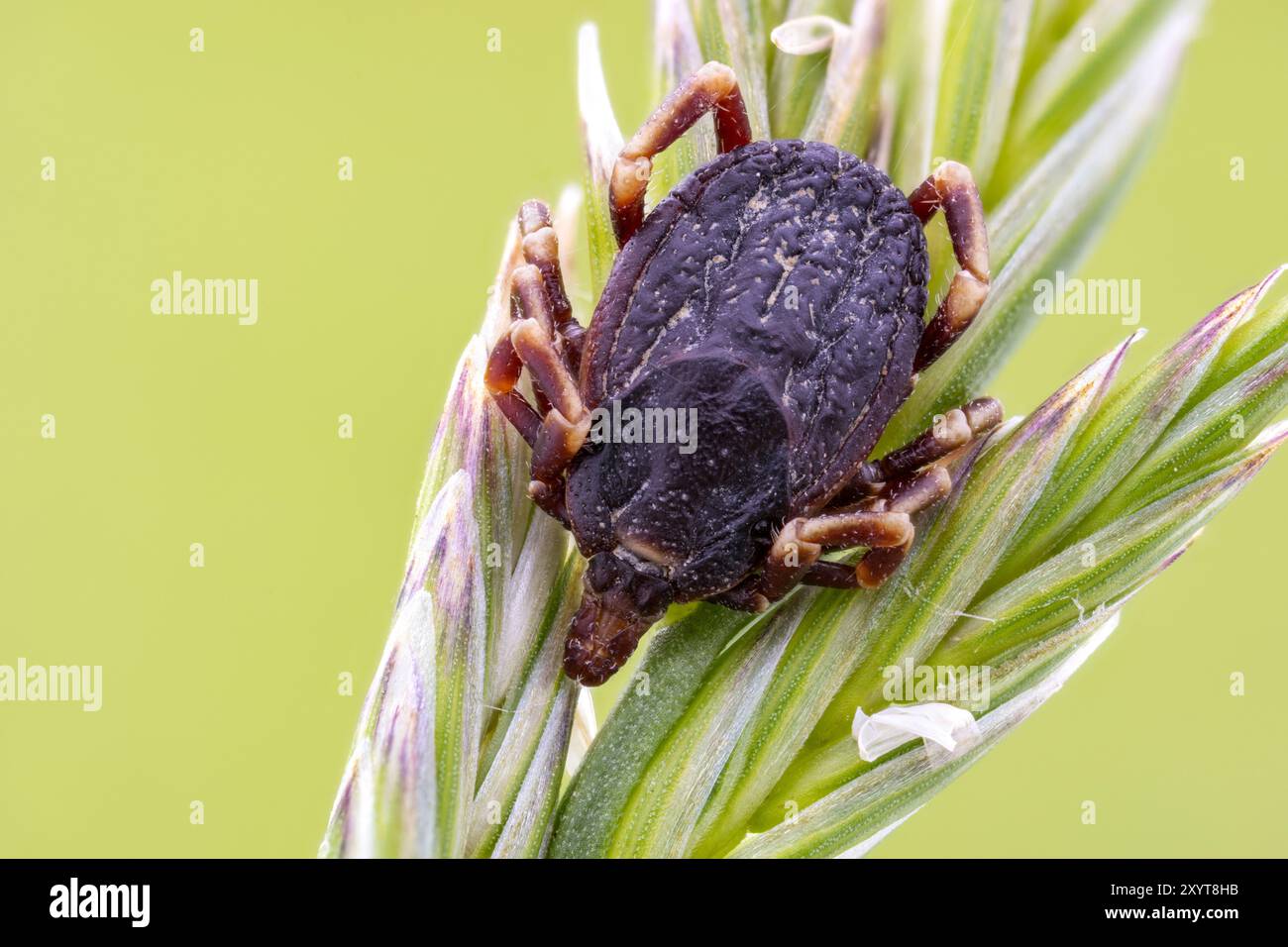 Tick on grass hi-res stock photography and images - Alamy