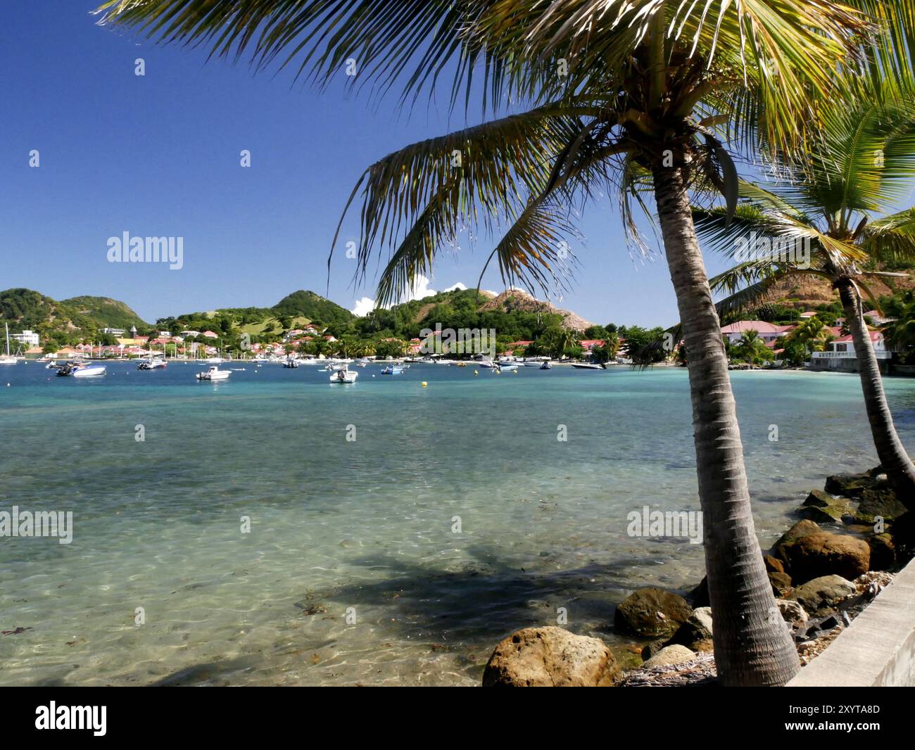 Palm tree and the bay in Terre de Haut, les Saintes, Guadeloupe ...