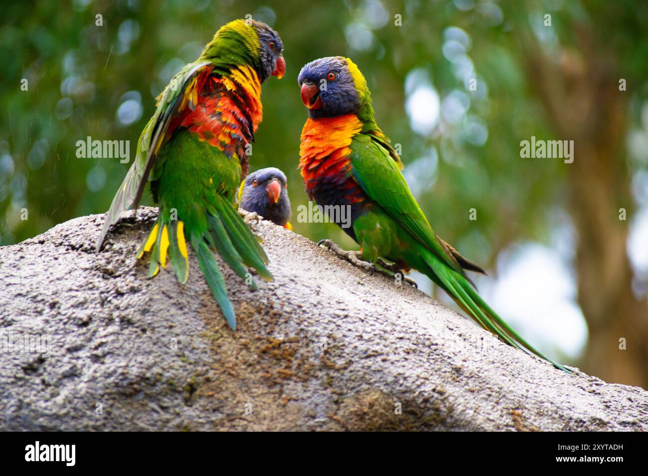 Vibrant feathers and cascading water create a stunning scene as ...