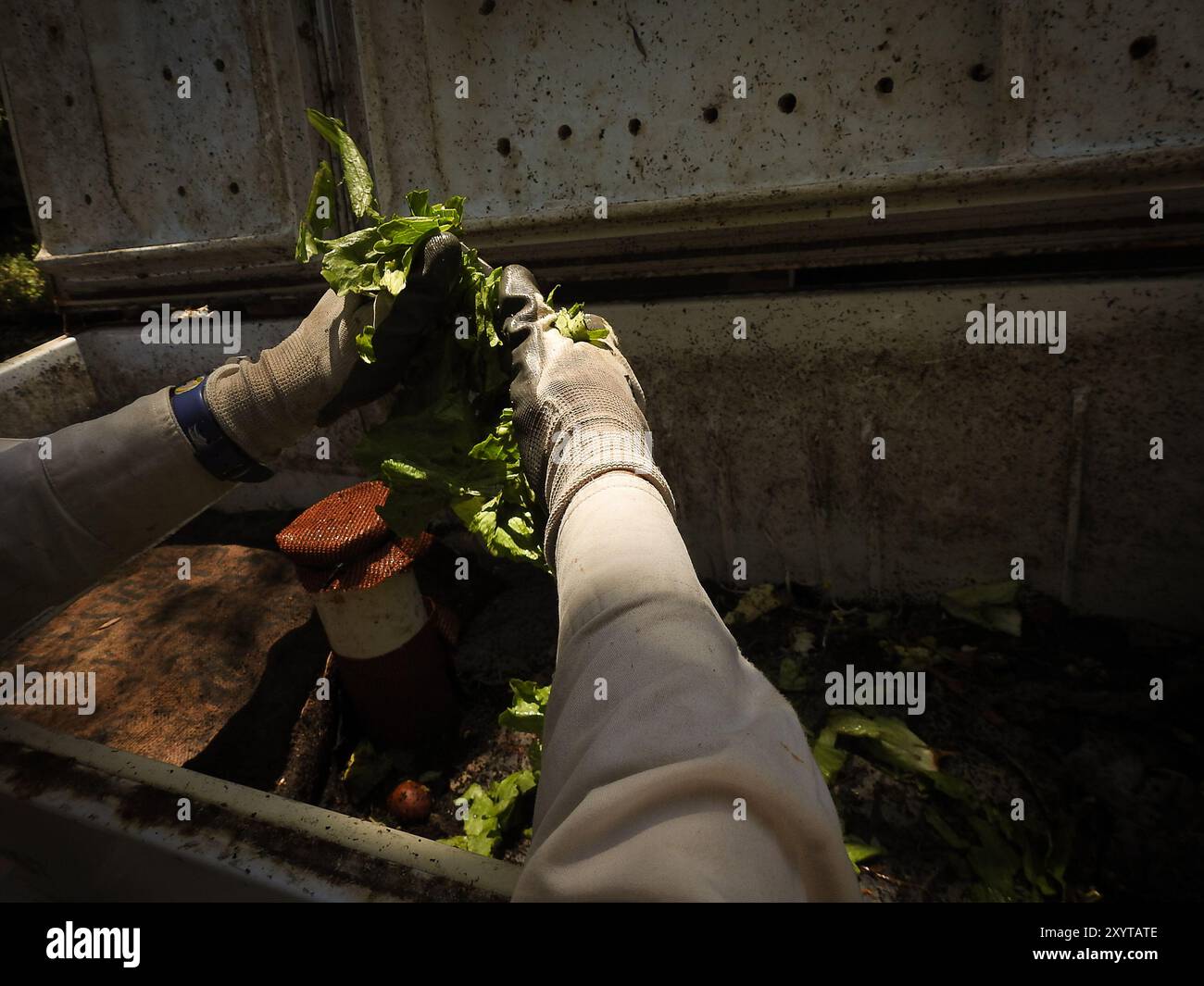 Feeding worms with kitchen waste hi-res stock photography and images ...