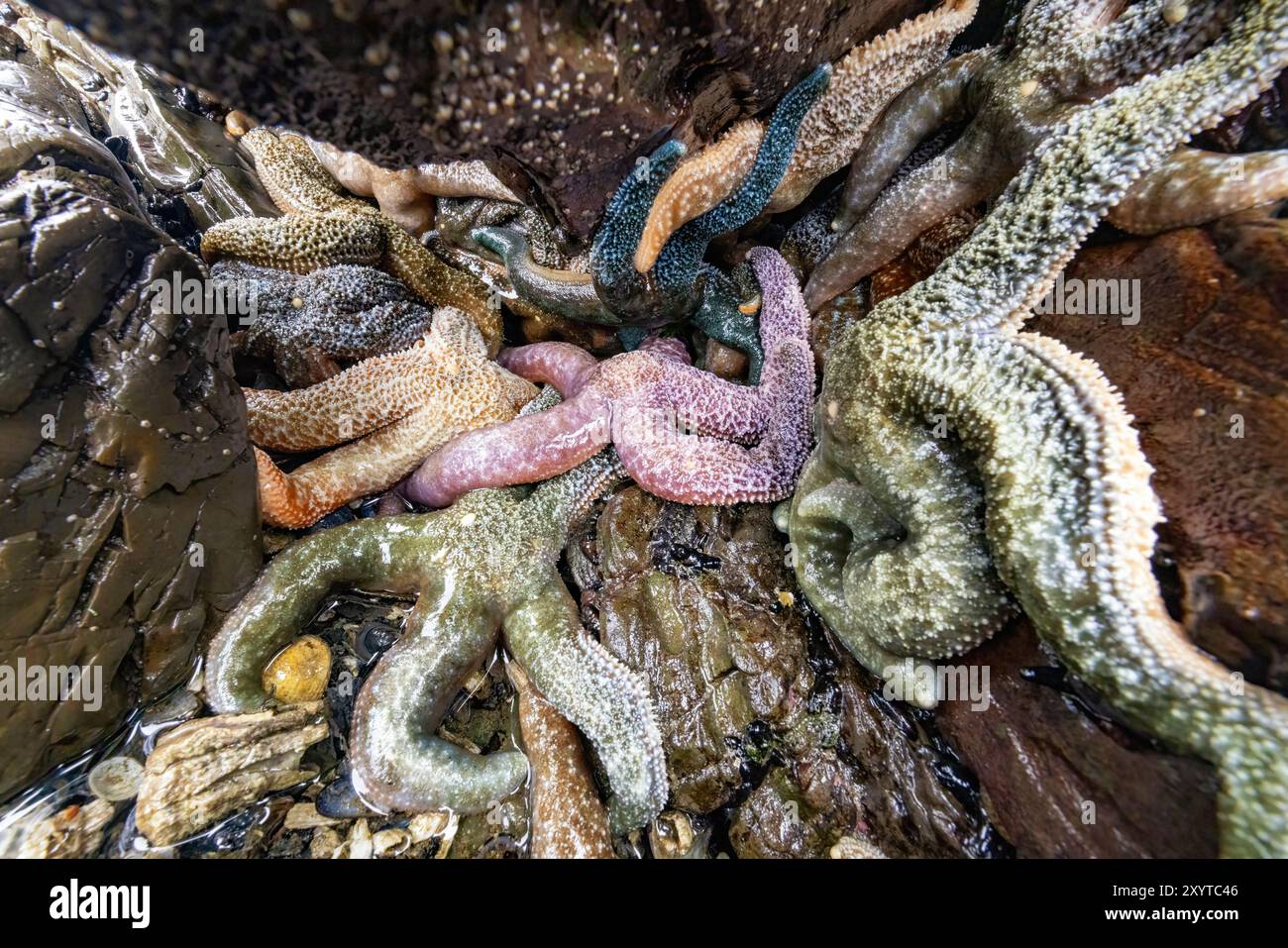 Colorful sea stars (starfish) in a tidal pool - Icy Strait Point ...