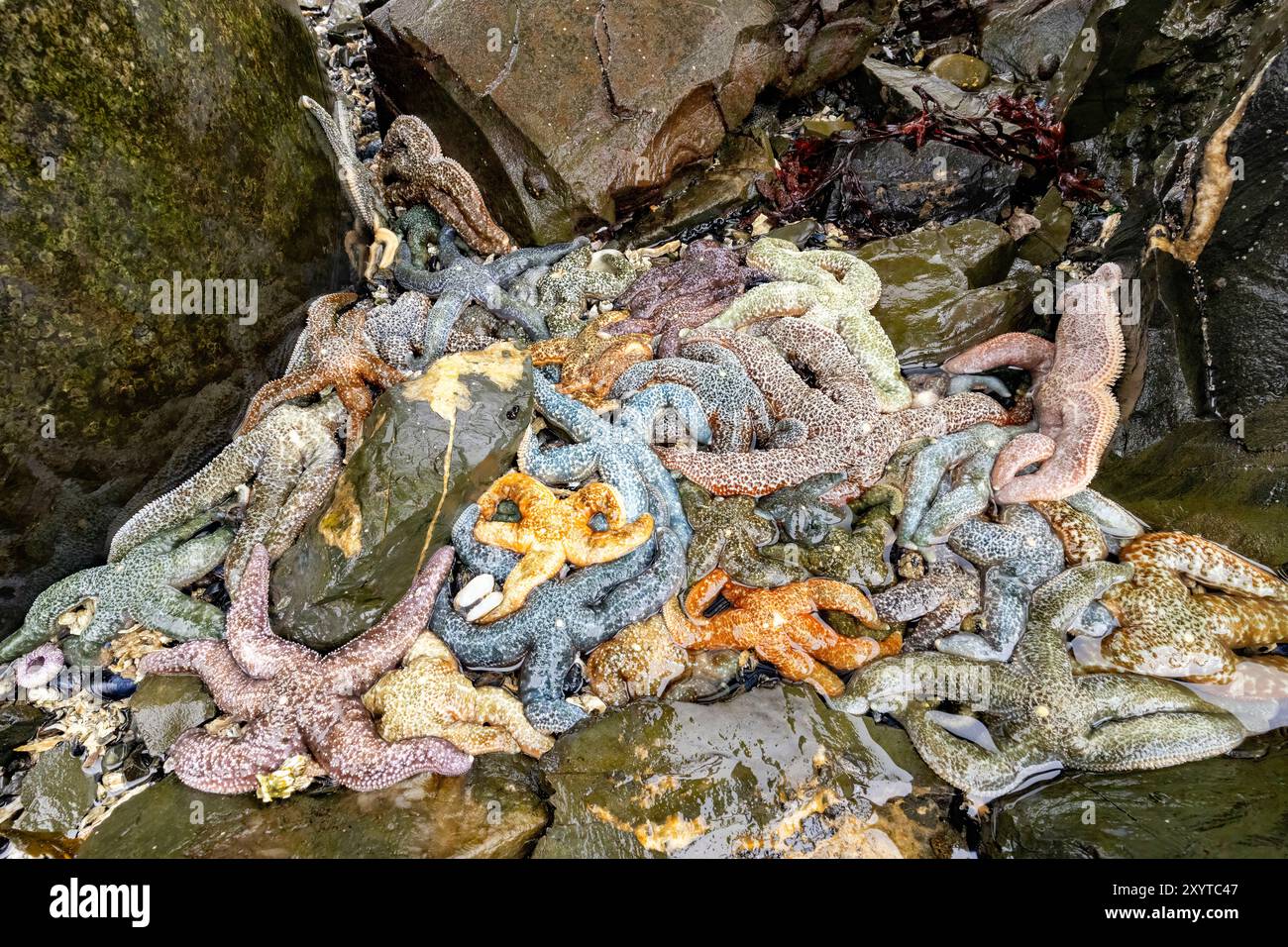 Colorful sea stars (starfish) in a tidal pool - Icy Strait Point ...