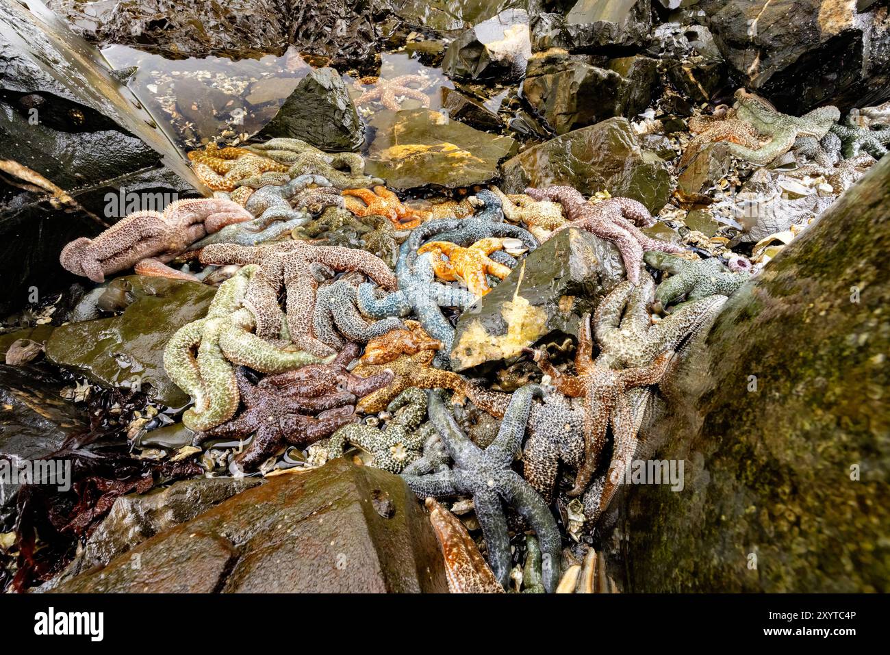 Colorful sea stars (starfish) in a tidal pool - Icy Strait Point ...
