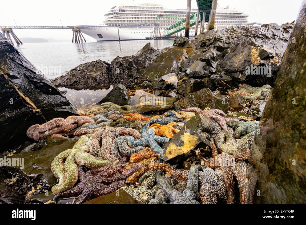 Colorful sea stars (starfish) in a tidal pool with cruise ship in the ...