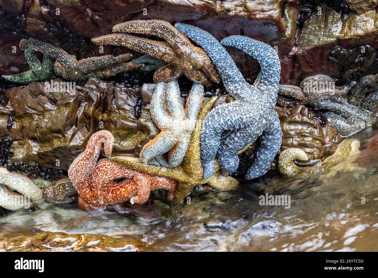 Colorful sea stars (starfish) in a tidal pool - Icy Strait Point ...