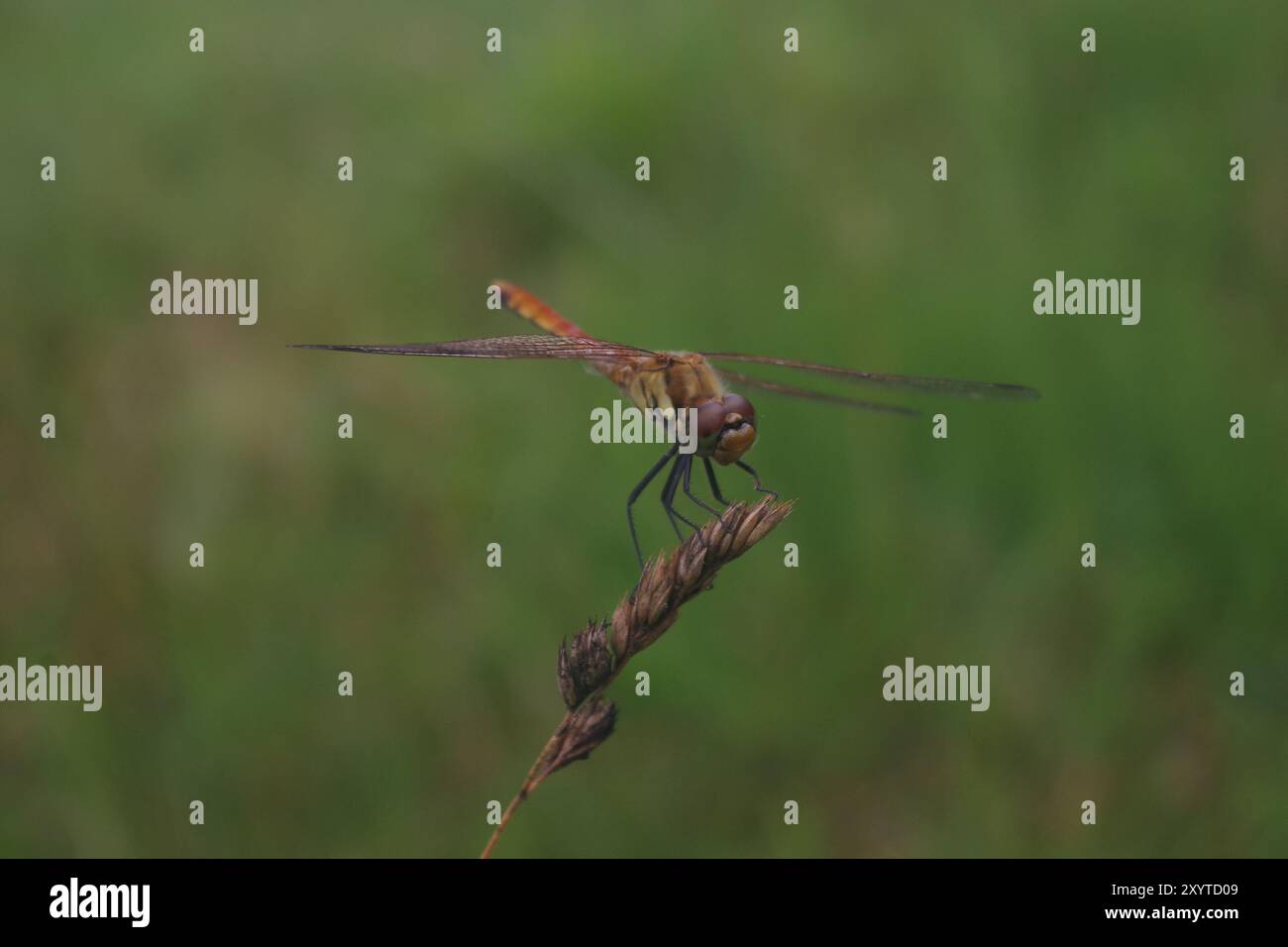 Dragonfly at Rest Stock Photo - Alamy