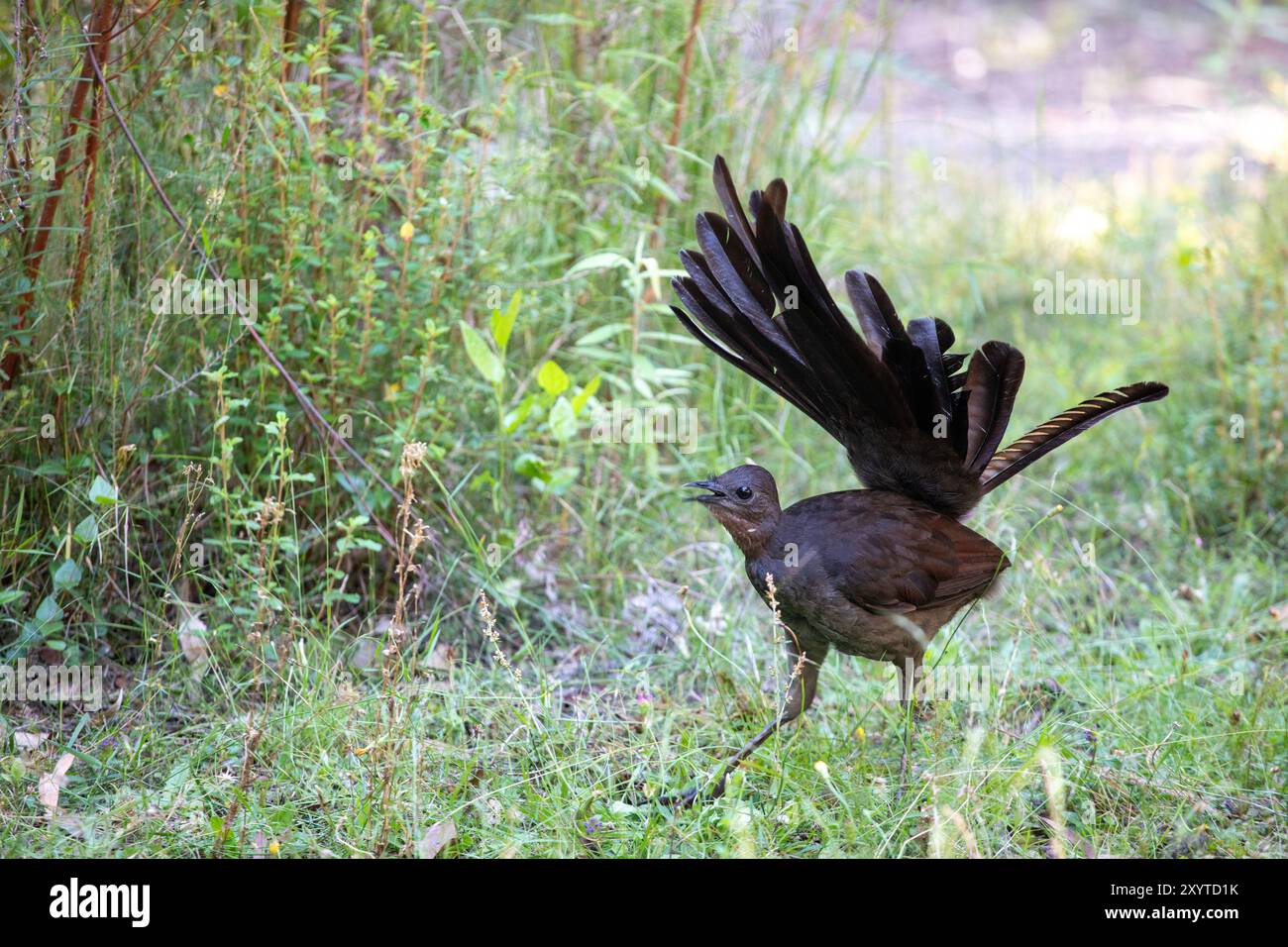Female lyrebird with its tail up high on display Stock Photo - Alamy