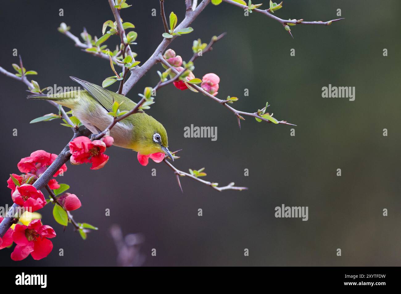 Japanese white eye, also known as a warbling white-eye,(Zosterops ...