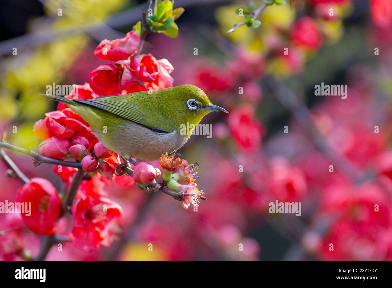 Japanese white eye, also known as a warbling white-eye,(Zosterops ...