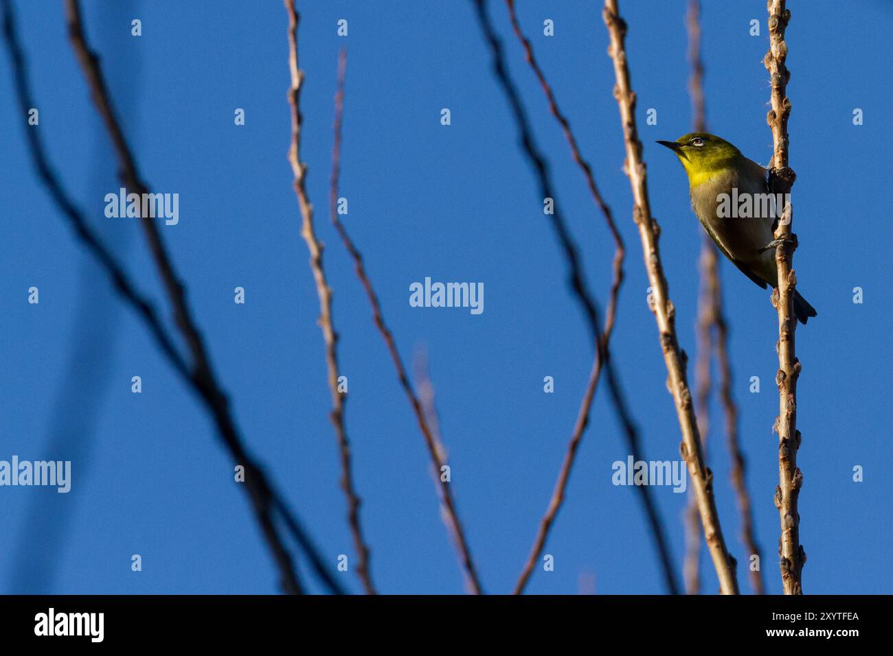 A Japanese white eye (Zosterops japonicus) on twigs in a park in ...
