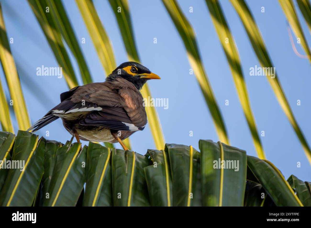 Common Myna - Acridotheres tristis, common perching bird from Asian ...