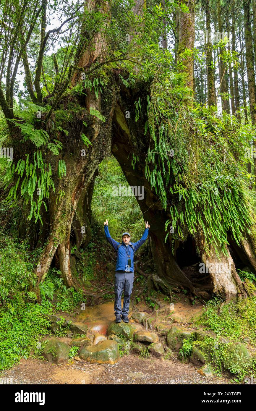 Big tree trunk compared with a human Stock Photo - Alamy