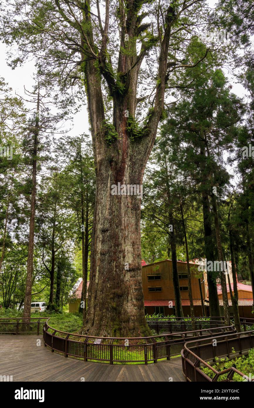 Giant cypress tree hi-res stock photography and images - Alamy