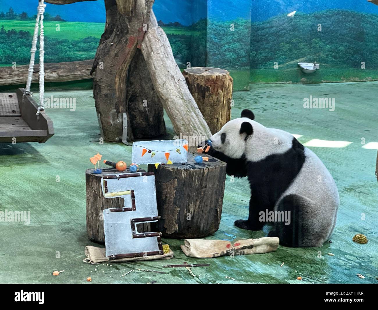 Beijing, China's Taiwan. 30th Aug, 2024. Giant panda Yuan Yuan enjoys a ...