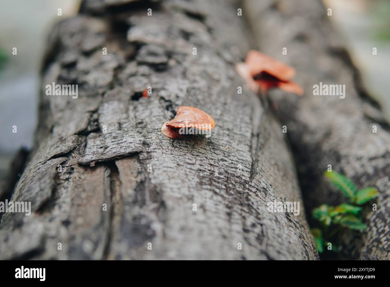 A log with bracket fungus or Polypore mushrooms growing on it. The log ...