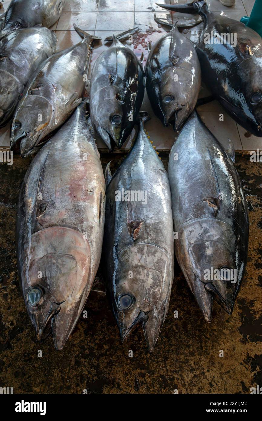 Freshly caught yellow fin tuna for sale at the Negombo Fish Market on ...