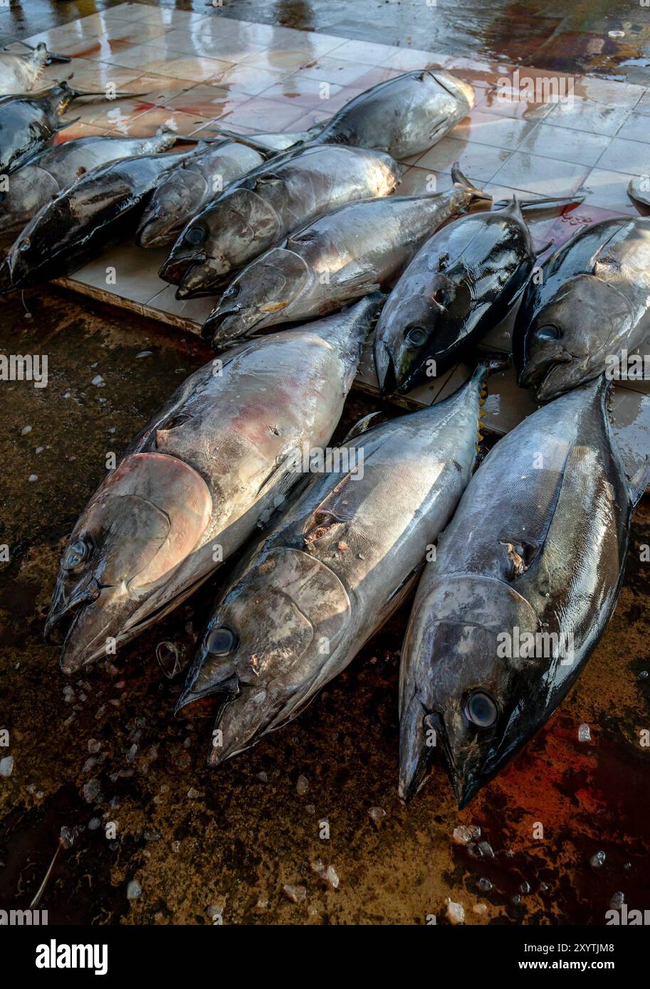 Freshly caught yellow fin tuna for sale at the Negombo Fish Market on ...