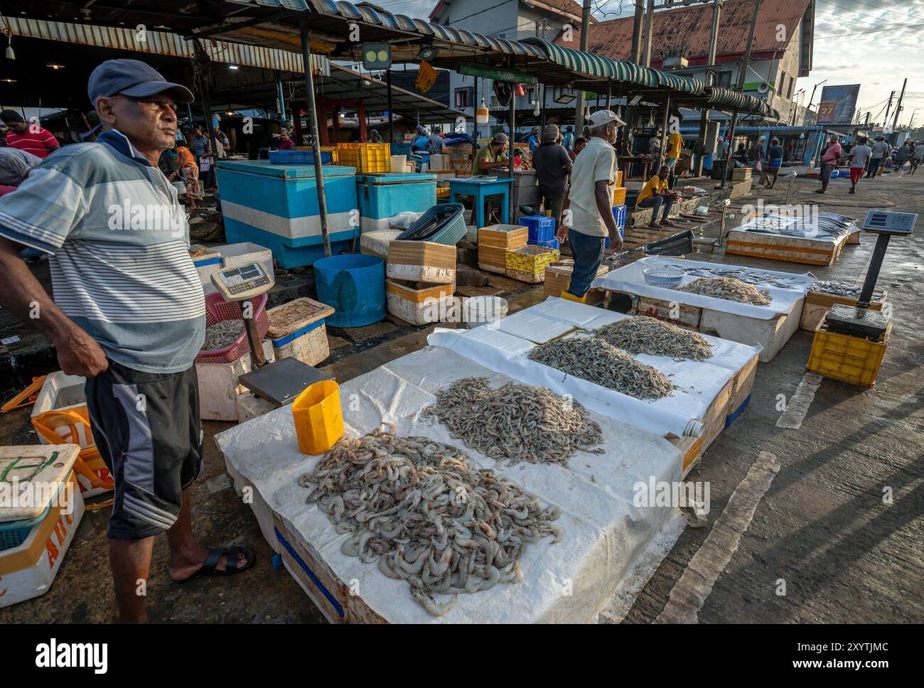 A fishmonger stands next to a table of freshly caught shrimp for sale ...