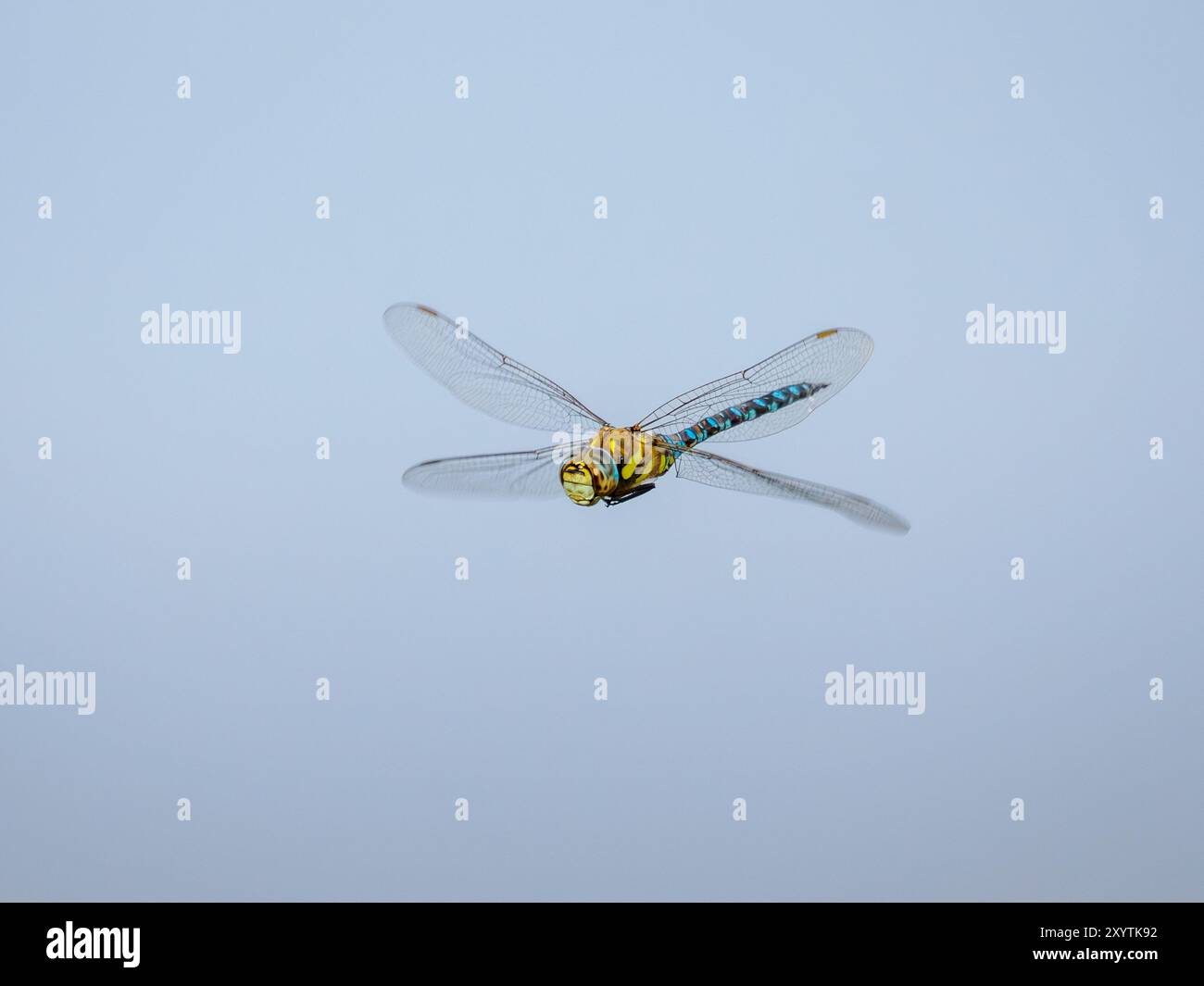 Southern Migrant hawker dragonfly in flight and hovering Stock Photo ...
